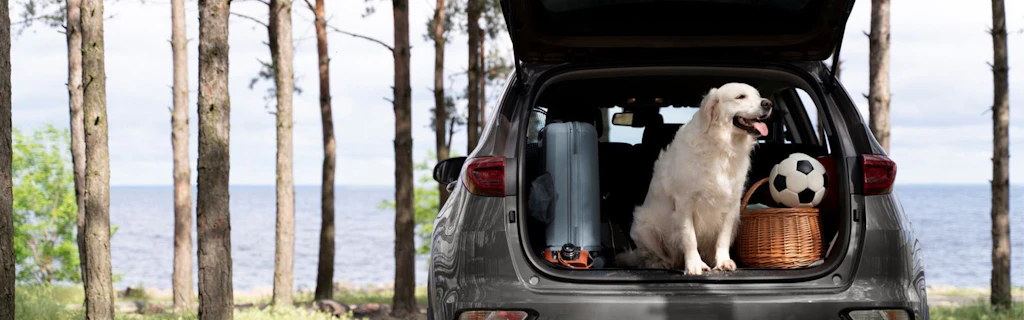 Travelling with dogs, cats and ferrets